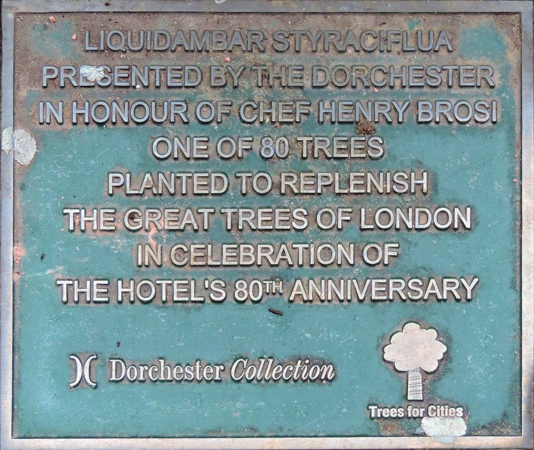 Henry Brosi - Curzon Street, London, UK - Dedicated Trees on Waymarking.com